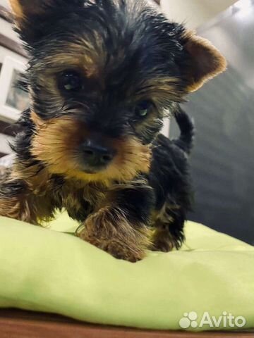 Щенок йоркширского терьера(мальчик,2месяца) ищет л
