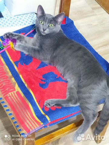 Ищем нашему котику подружку для нечастых продолжит