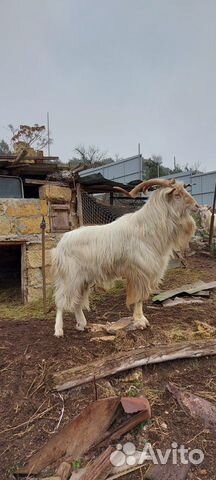 Продам большого козла