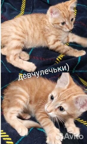 Лучики солнышка в дом