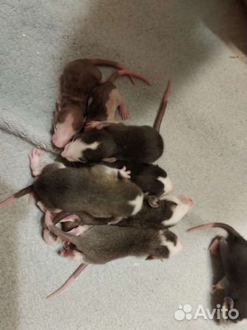 Декоративная крыса