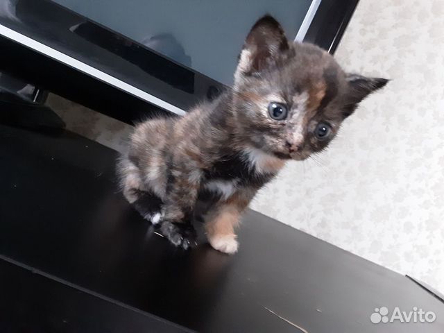 Котенок девочка в добоые руки, от мамы британки, п