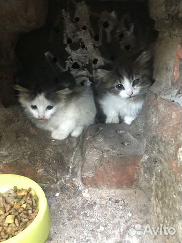 Котята в добрые руки даром