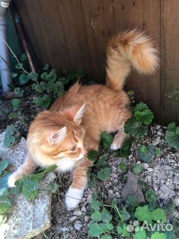 Котёнок в дар