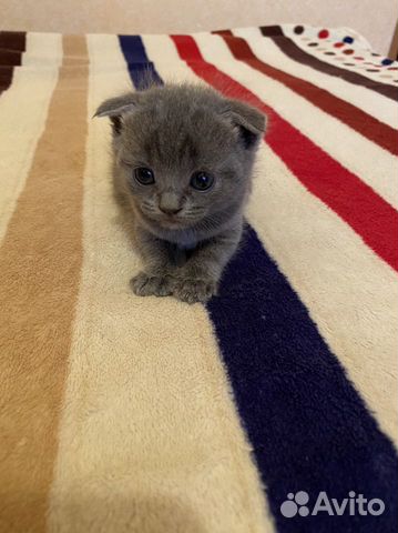 Британские вислоухие котята