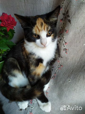 Котята