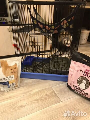 Хорек с клеткой