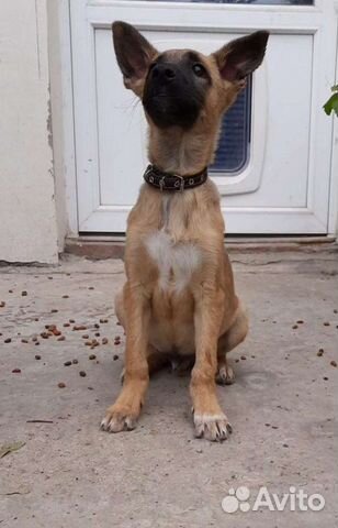 Бельгийская овчарка метис в добрые руки