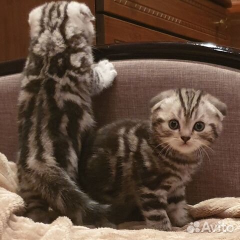 Шотландцы скоттиш фолд