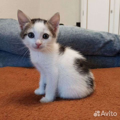 Котенок-крошка(кошечка) Бланка в добрые руки