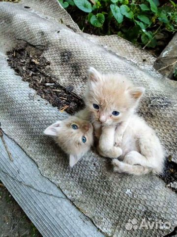 Персиковые маленькие котята