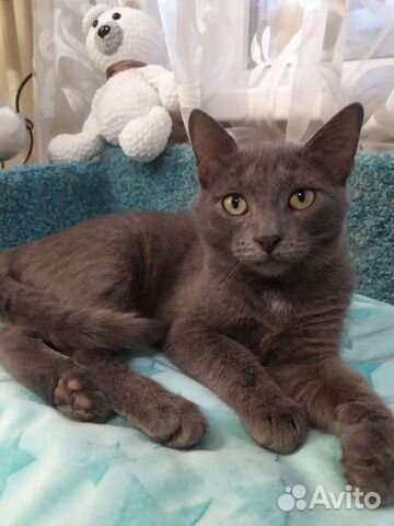 Прелестный голубой котенок