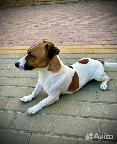 Джек Рассел терьер