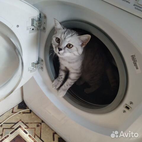 Кошка смесь британской с шотландской