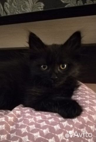 Котята в добрые руки бесплатно