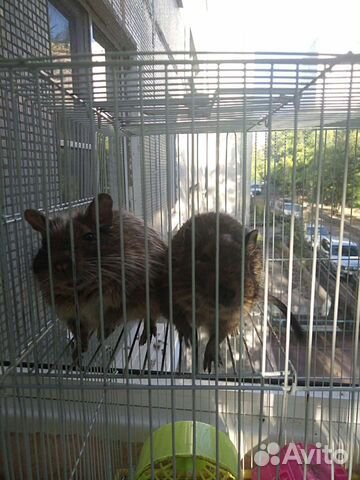 Белка дегу бесплатно