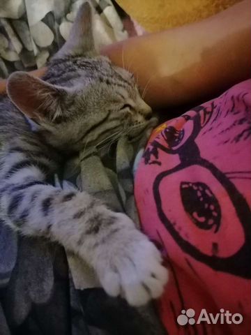 Кошка в дар