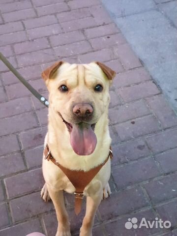 Вязка смесь шарпей лабрадор