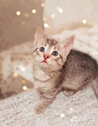 Малышка ищет дом