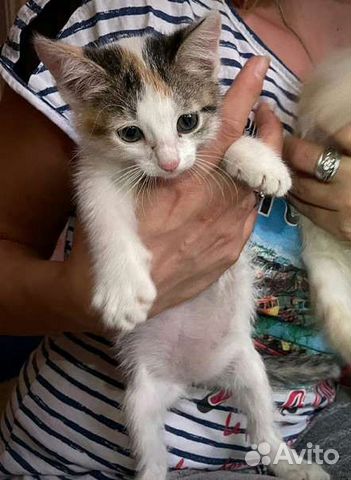 Котенок Скарлетт в добрые руки