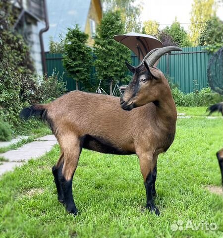 Коза Чешской бурой породы 1 год
