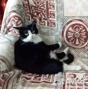 Кот Антошка в дар