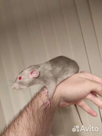 Крысы дамбо