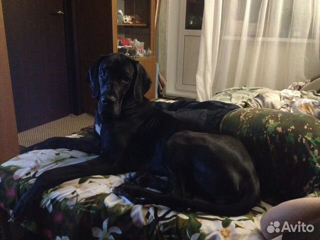 Ищу для вязки немецкого дога