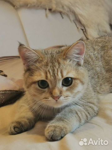 Котик шотландский чистокровный