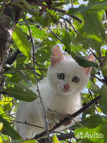 Котята беленькие