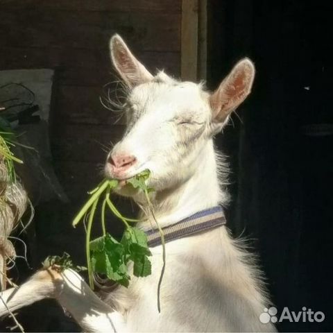 Коза дойная
