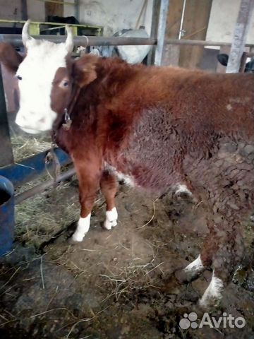 Телята бычки