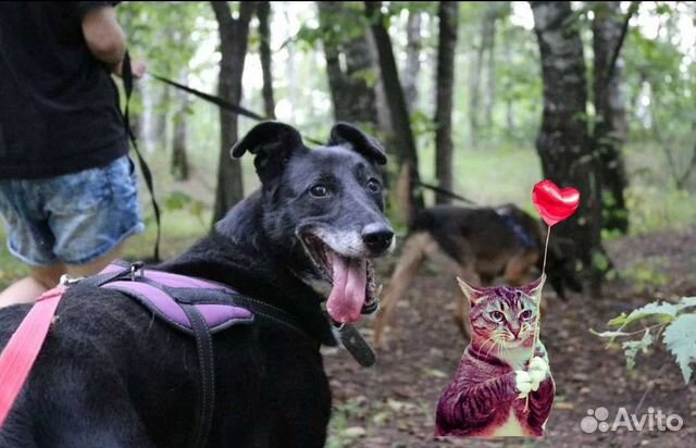 Берта, собаня из приюта