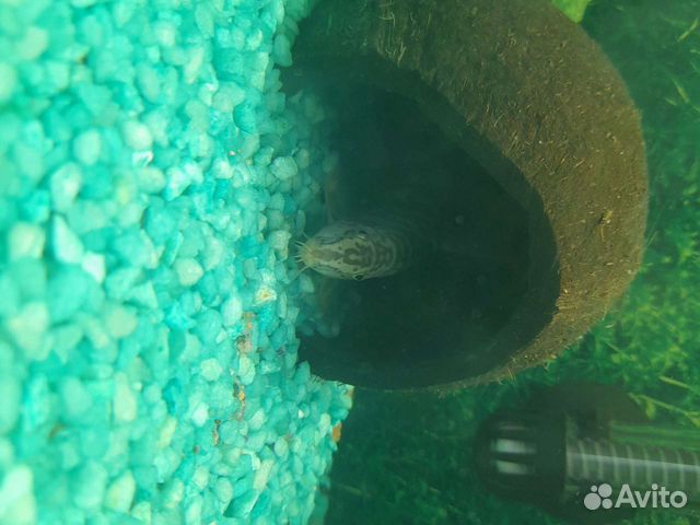 Обменяю мраморную боцию