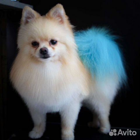 Немецкий шпиц