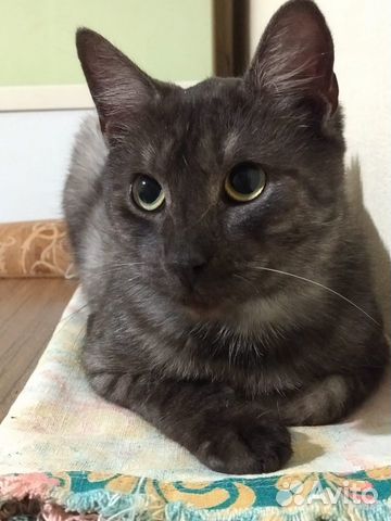 Кот