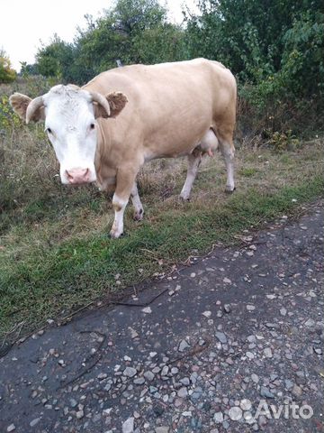 Корова первотелка, стельная