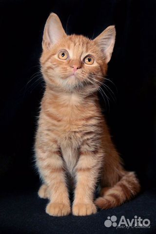Котенок Ириска