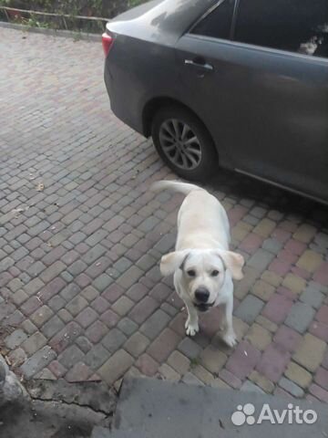 Отдам лабрадора