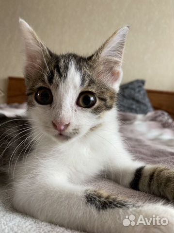 Котёнок Твикс