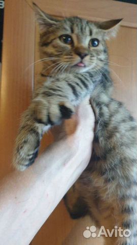 Котенок девочка метис британской кошки