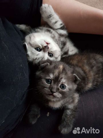 Шотландские вислоухие котята