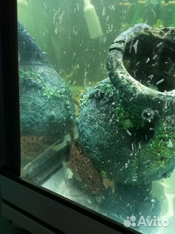 Сомик в дар