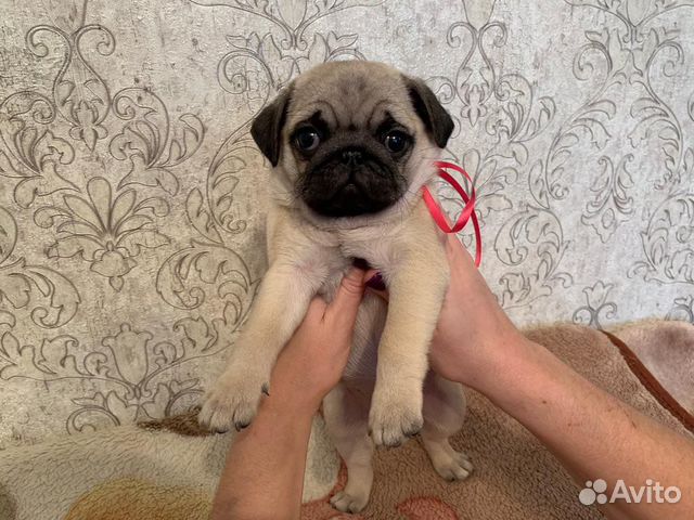 Щенки мопса