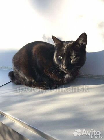 Кошки в добрые руки бесплатно