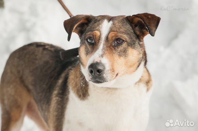 Собака Лайма ищет хозяина. Отдадим в хорошие руки