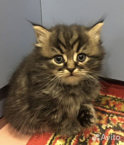 Британские котята