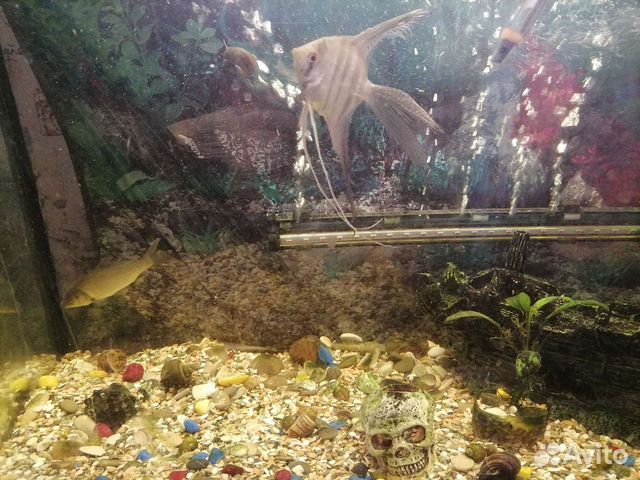 Аквариум