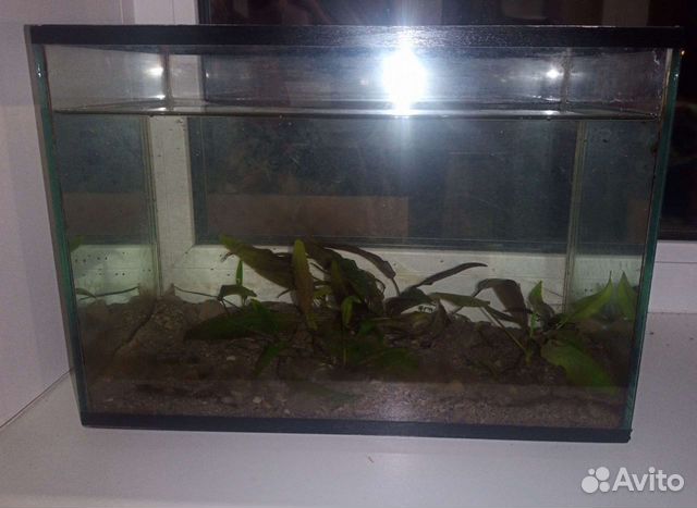 Аквариум 10 литров+растючки