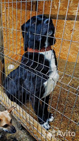 Вязка алабай